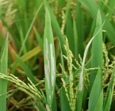 paddy Disease Management – eChoupal Advisory